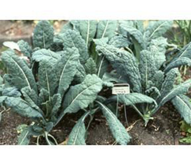 4SeasonGreenhouse. Lacinato Kale Seed Packet